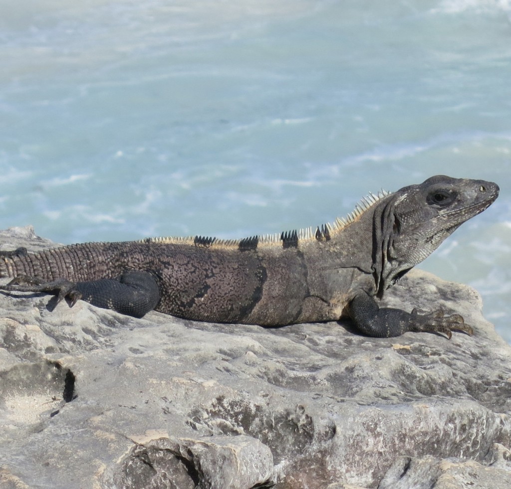 Iguana - michaelsulock.com
